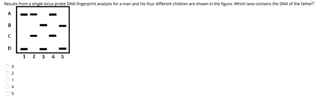 Solved Results from a single locus probe DNA fingerprint | Chegg.com