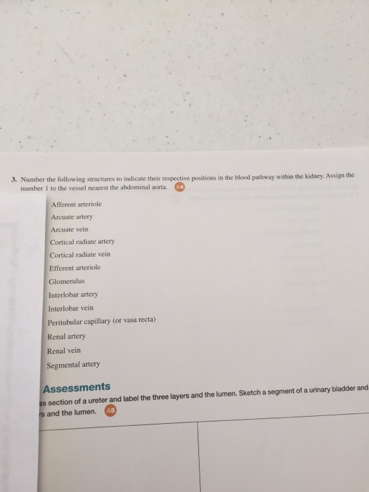 Solved Number the following structures to indicate their | Chegg.com