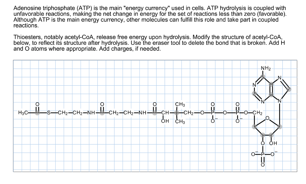 Solved Adenosine triphosphate (ATP) is the main "energy | Chegg.com