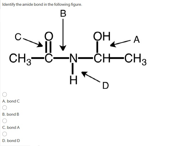 Amide Bond