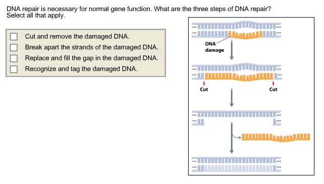 Solved DNA repair is necessary for normal gene function. | Chegg.com