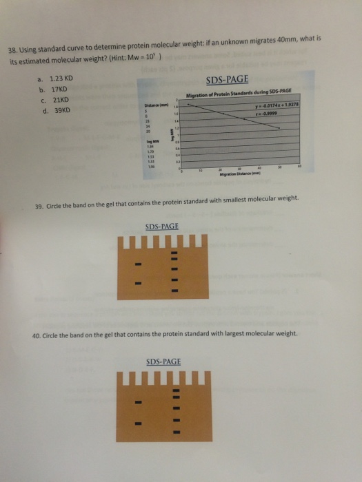 Solved Using standard curve to determine protein molecular | Chegg.com