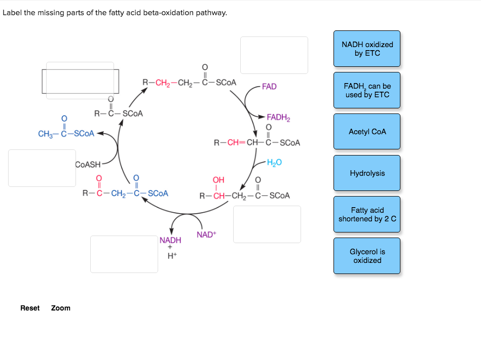 Beta Oxidation Pathway Diagram