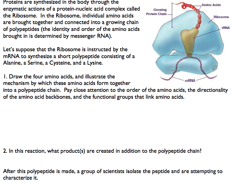 Solved Proteins Are Synthesized In The Body Through The