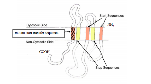 Solved Researchers at Geneseo have uncovered a mouse with a | Chegg.com