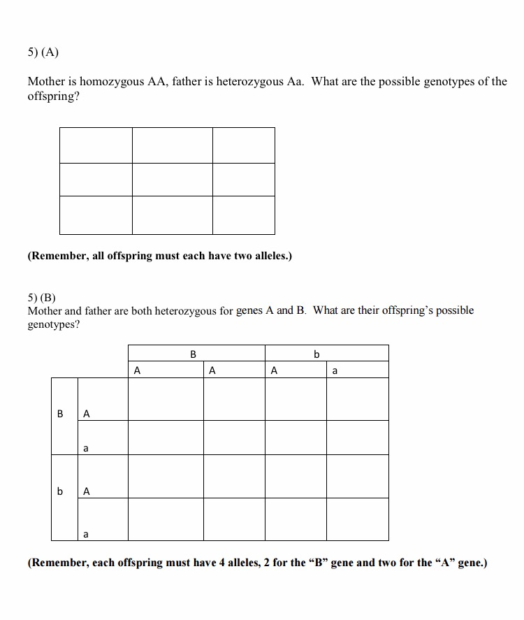 Solved Mother is homozygous AA, father is heterozygous Aa. | Chegg.com Solved Mother is homozygous AA, father is heterozygous Aa. | Chegg.com