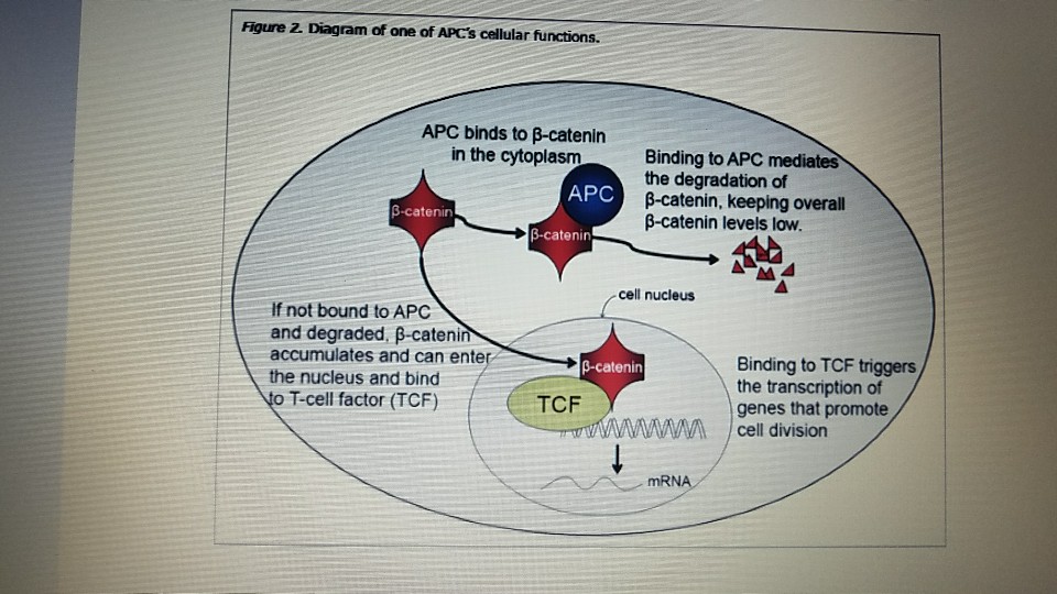 Solved Figure 2. Diagram of one of APCs cellular functions. | Chegg.com
