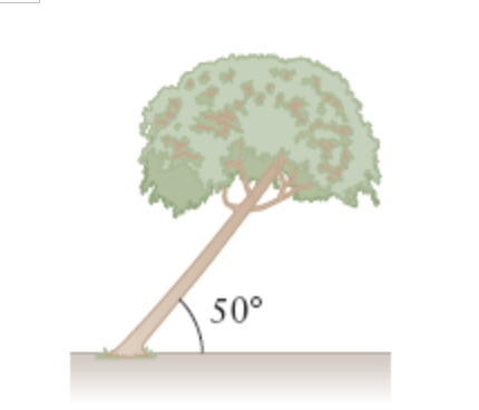 Solved A tree grows at an angle of 50° to the ground as | Chegg.com