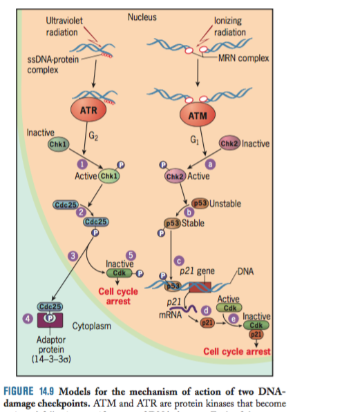 Figure 14.9 Describes The ATM And ATR Activated DN... | Chegg.com