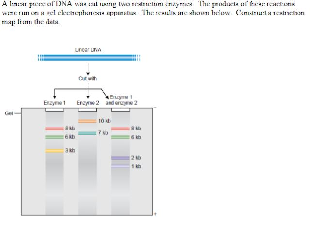 Solved A linear piece of DNA was cut using two restriction | Chegg.com
