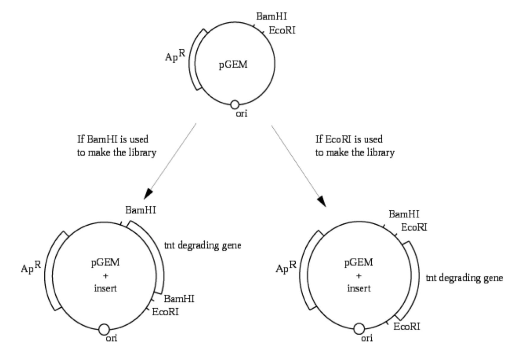 Solved 1) In the space below, draw a diagram showing what | Chegg.com