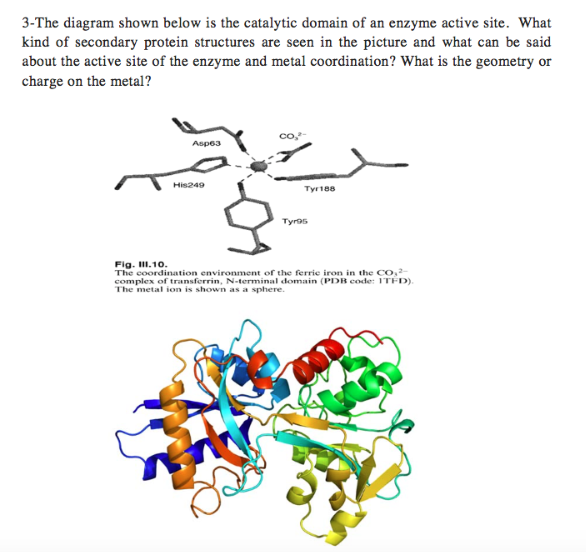 What Are Enzymes Structure And Location Hubpages