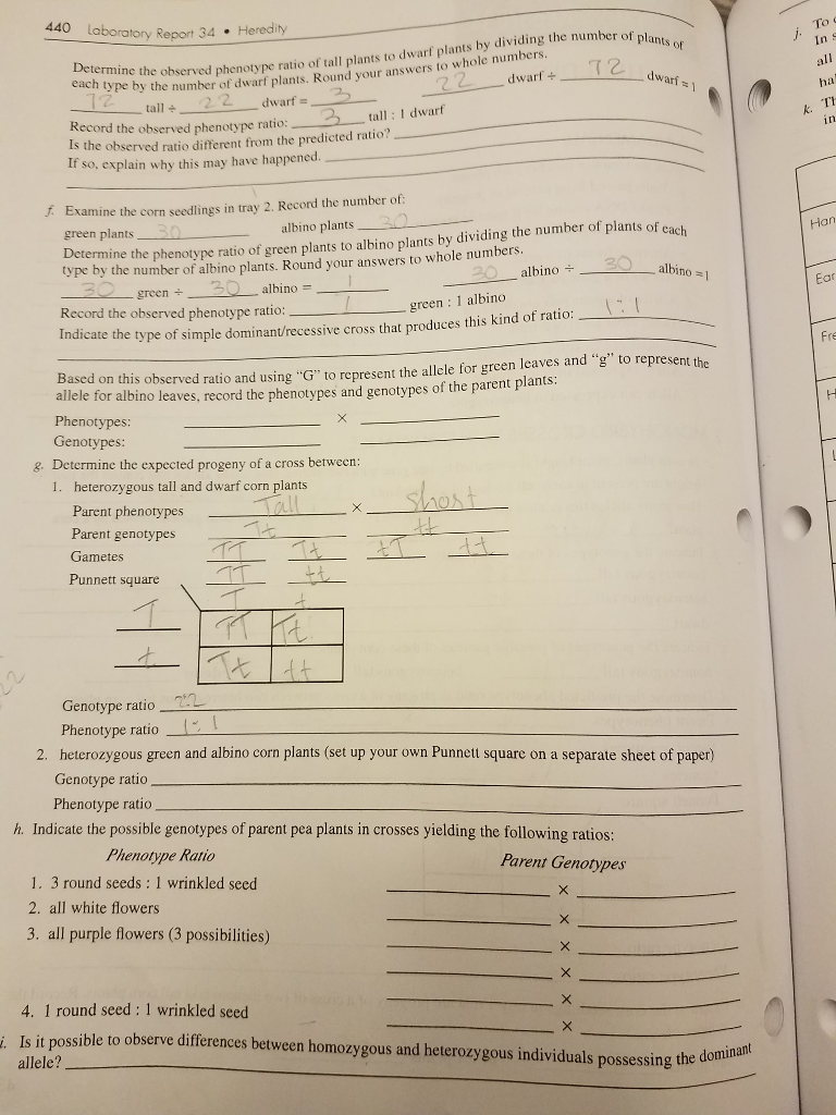Solved 440 laboratory Report 34 . de the observed phenotype | Chegg.com