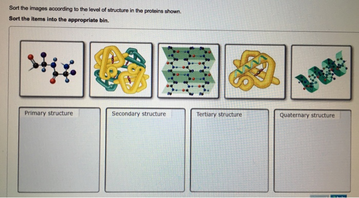 Primary Structure Mastering Biology Primary Structure Mastering Biology