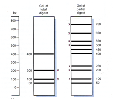 Solved Restriction mapping a. Samples of linear DNA were | Chegg.com