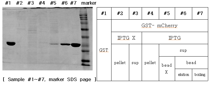 Solved I did a GST fusion protein expression & | Chegg.com