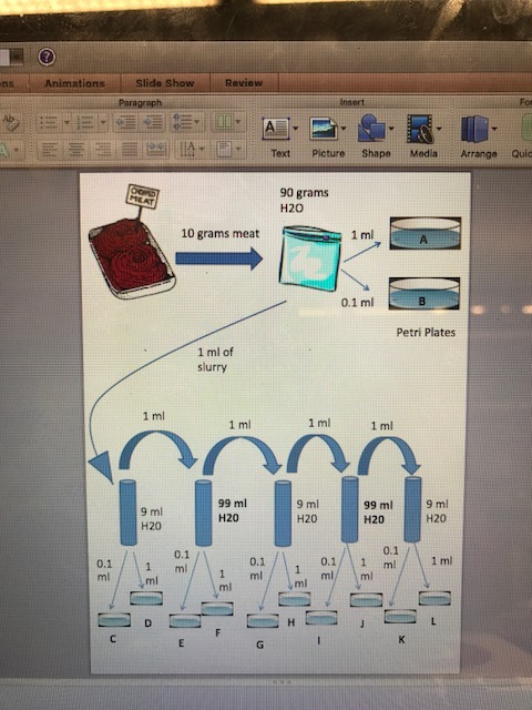 Solved calculate the final dilution factors using this | Chegg.com