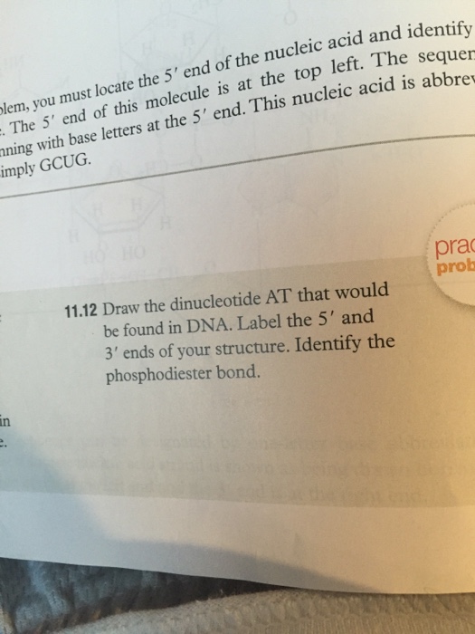 Solved Draw the dinucleotide AT that would be found in DNA. | Chegg.com