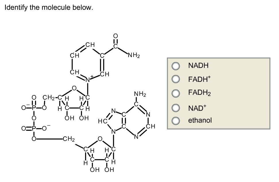 Solved dentity the molecule below CH CH NH2 O NADH FADH | Chegg.com