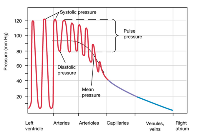 Using the plot of blood pressure vs. time from a | Chegg.com