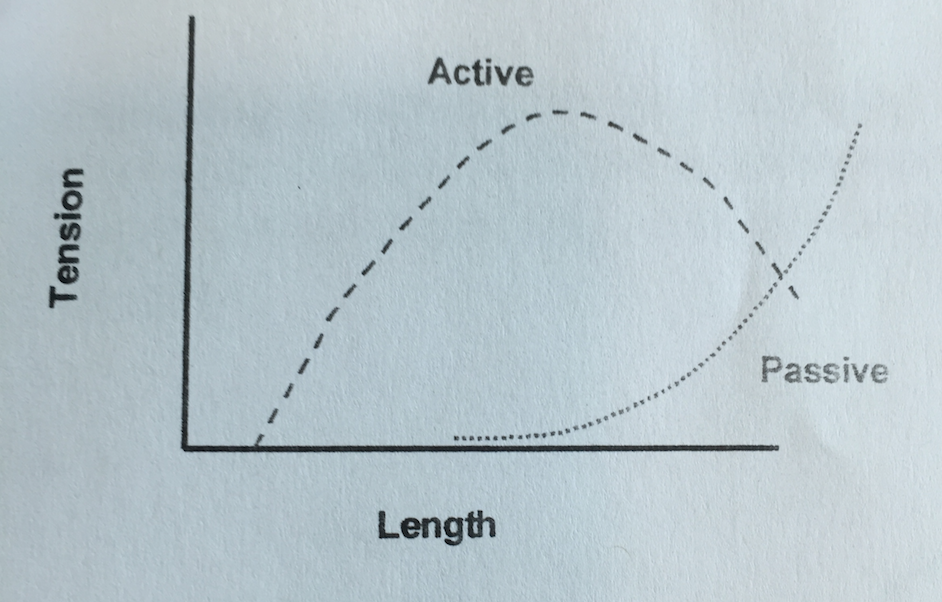 Solved 1) Draw the resultant muscle tension profile given | Chegg.com