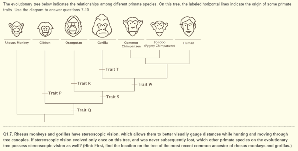 A) Humans B) Gibbon And Orangutan C) Gibbon, Orang... | Chegg.com