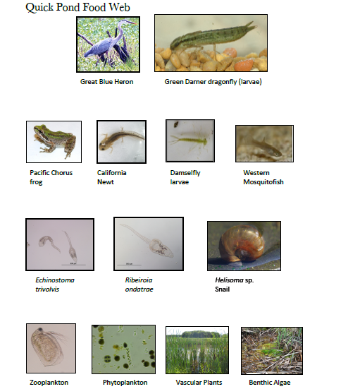 Solved Quick Pond Food Web Green Darner dragonfly (larvae) | Chegg.com