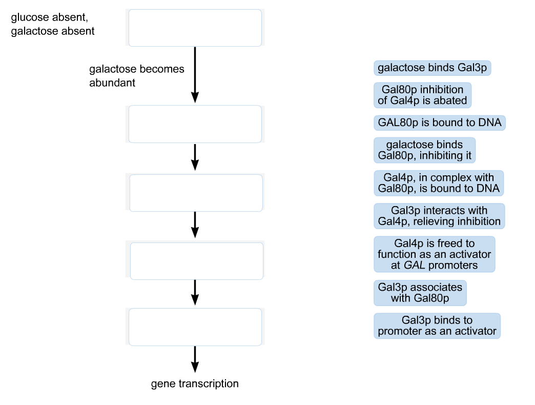 Solved The yeast Saccharomyces cerevisiae has several genes | Chegg.com