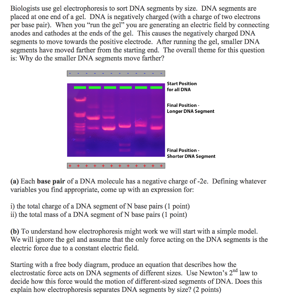 Solved Biologists use gel electrophoresis to sort DNA | Chegg.com