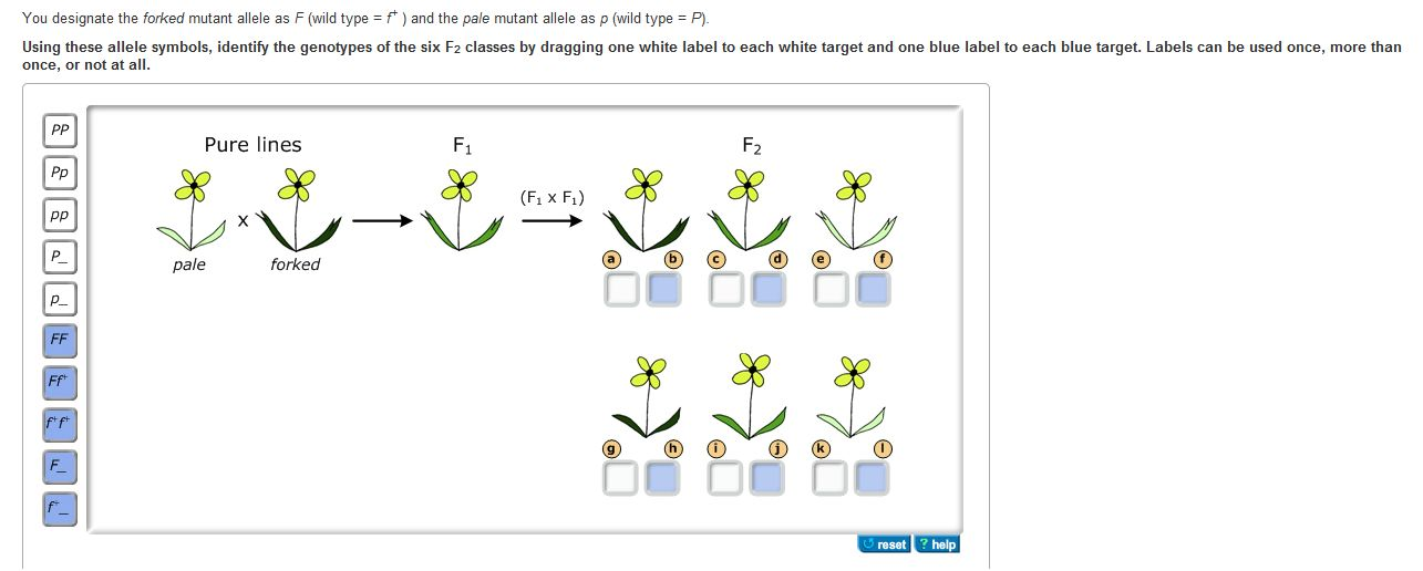 Solved You designate the forked mutant allele as F (wild | Chegg.com Solved You designate the forked mutant allele as F (wild | Chegg.com