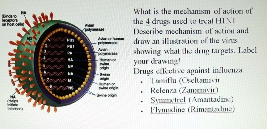 Solved What is the mechanism of action of the 4 drugs used | Chegg.com