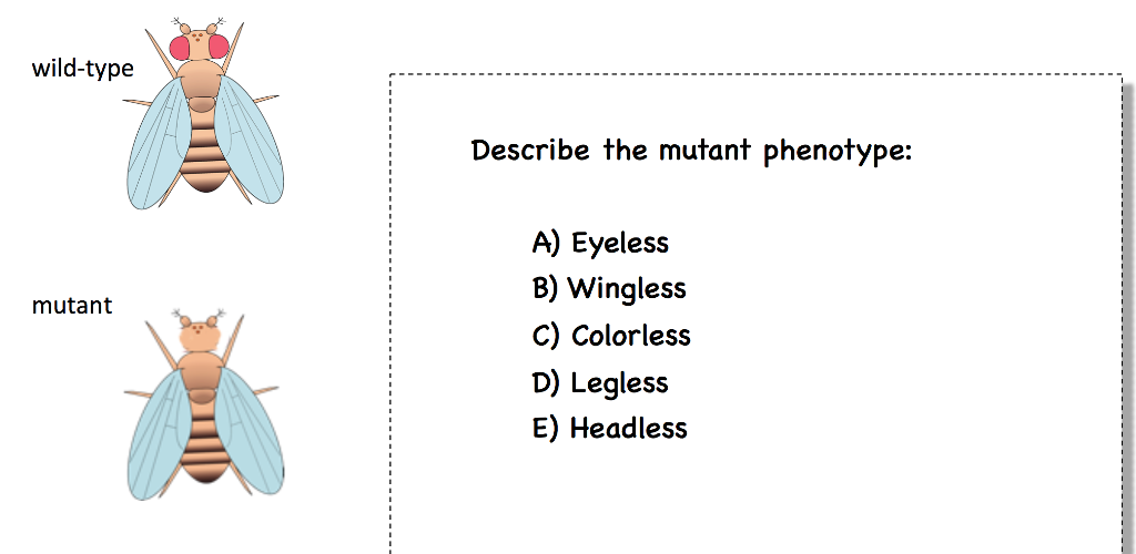 Solved Wild Type Describe The Mutant Phenotype A Eyeless