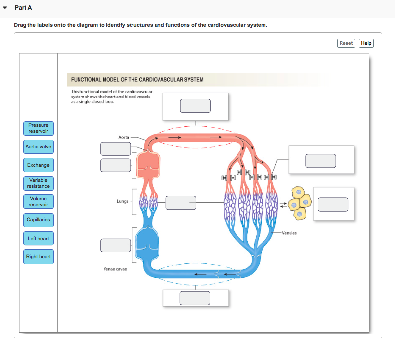 Solved Art-labeling Activity Figure 15.1 Drag the labels | Chegg.com
