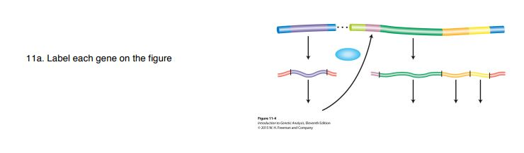 Solved 11a. Label each gene on the figure | Chegg.com