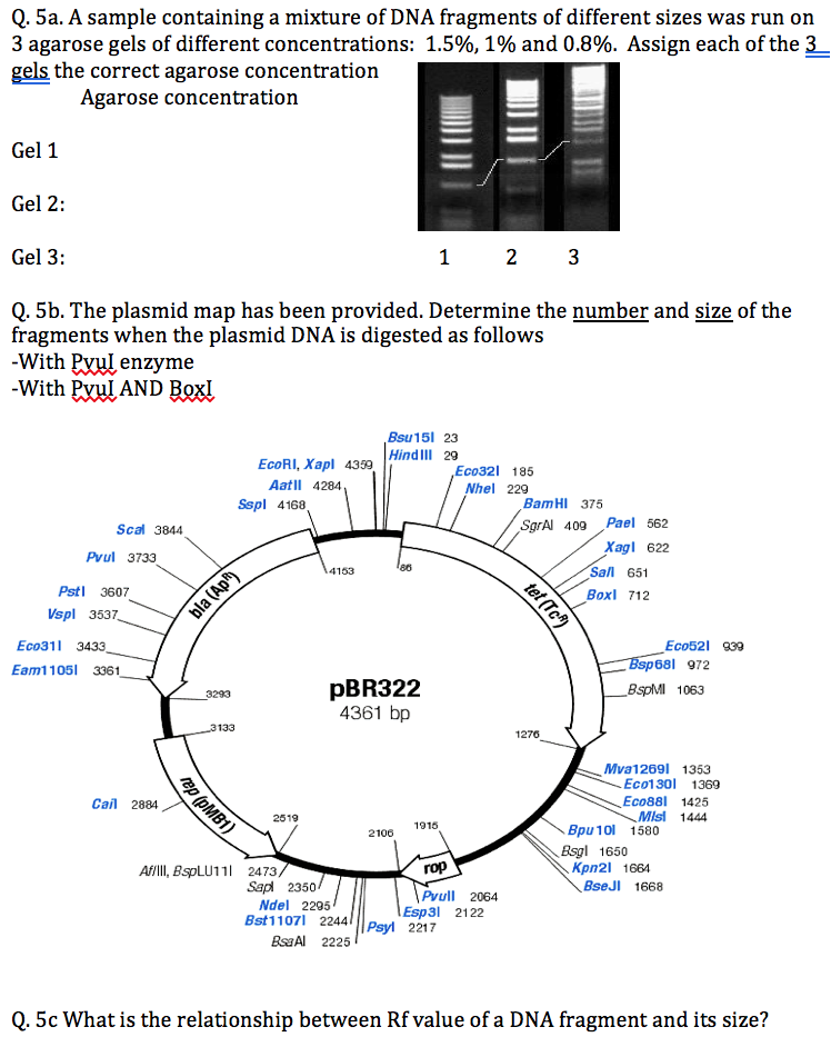 Solved Q. 5a. A sample containing a mixture of DNA fragments | Chegg.com