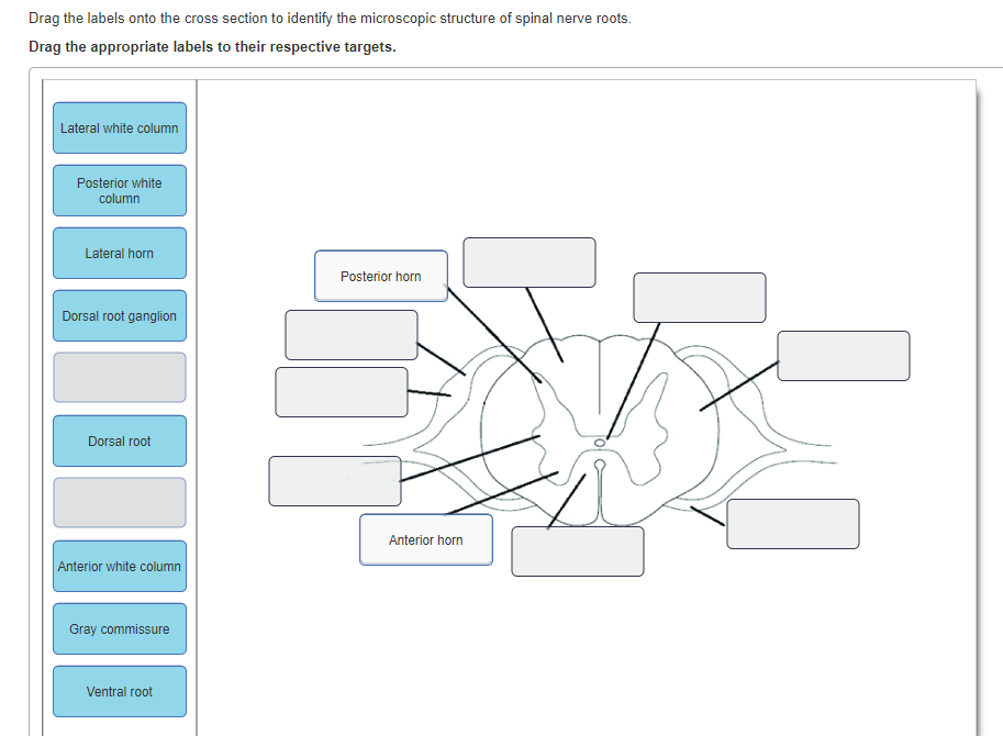 Solved Drag the labels onto the cross section to identify | Chegg.com