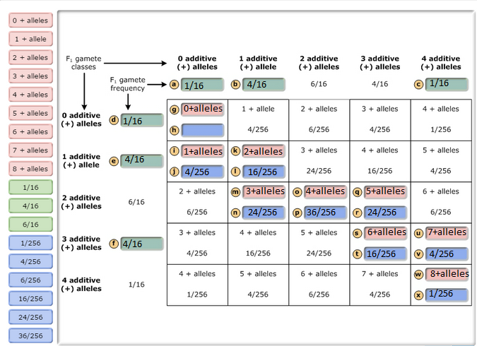 Solved F2 phenotype frequencies in polygenic crosses The | Chegg.com