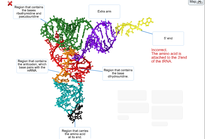 Solved Label the structural features of the yeast | Chegg.com
