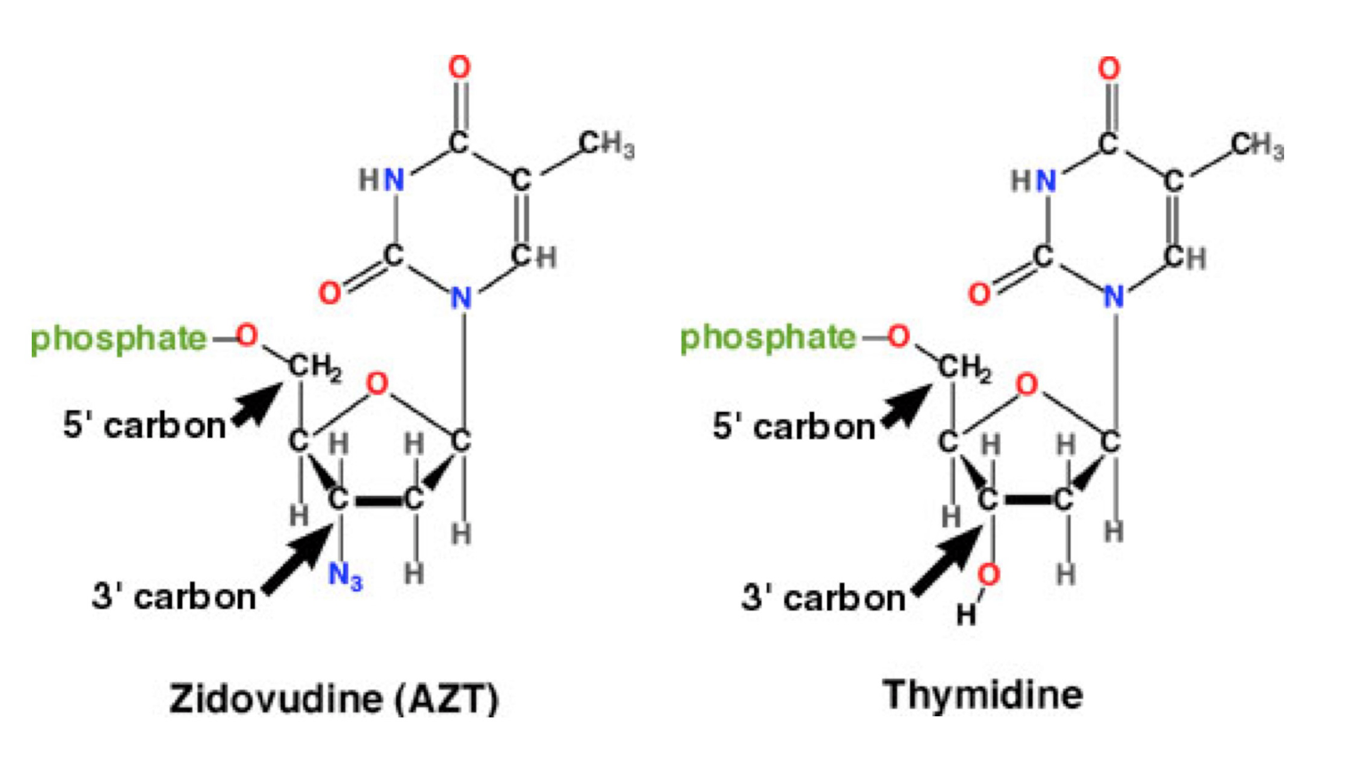Solved BIOCHEMISTRY QUESTION 8. Modified dNTPs similar to | Chegg.com