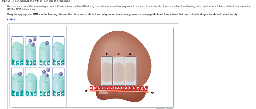 Solved Drag the appropriate tRNAs to the binding sites on | Chegg.com