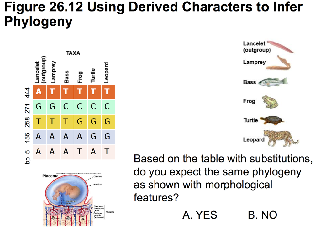 Solved Figure 26.12 Using Derived Characters to Infer | Chegg.com