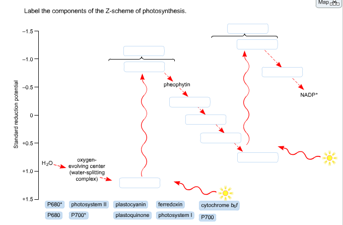 Solved Label the components of the Z-scheme of | Chegg.com