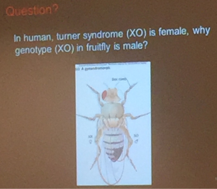 Solved In human, turner syndrome (XO) is female, why | Chegg.com