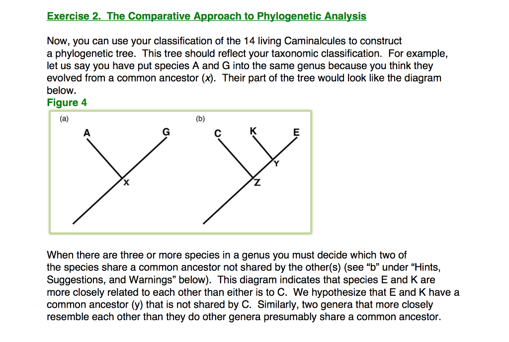 Solved Exercise 2. The Comparative Approach to Phylogenetic | Chegg.com