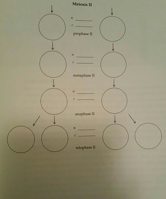 Solved To summarize your understanding, start with a cell | Chegg.com