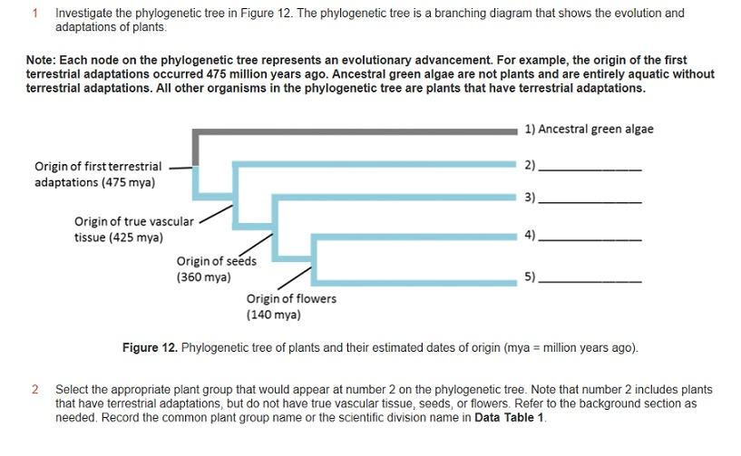 Solved 1 nvestigate the phylogenetic tree in Figure 12. The | Chegg.com