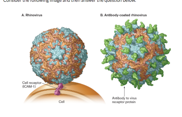Solved A. Rhinovirus B. Antibody-coated rhinovirus Cell | Chegg.com