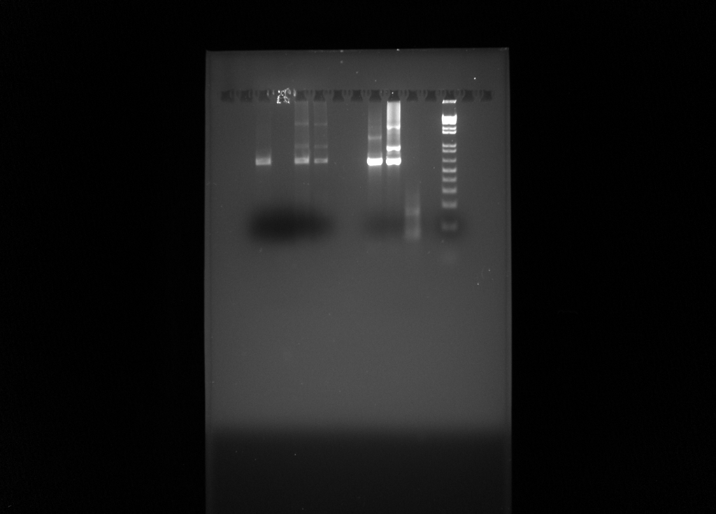 Solved Draw A Graph Of A Standard Curve Of The DNA Size On Chegg solved-draw-a-graph-of-a-standard-curve-of-the-dna-size-on-chegg