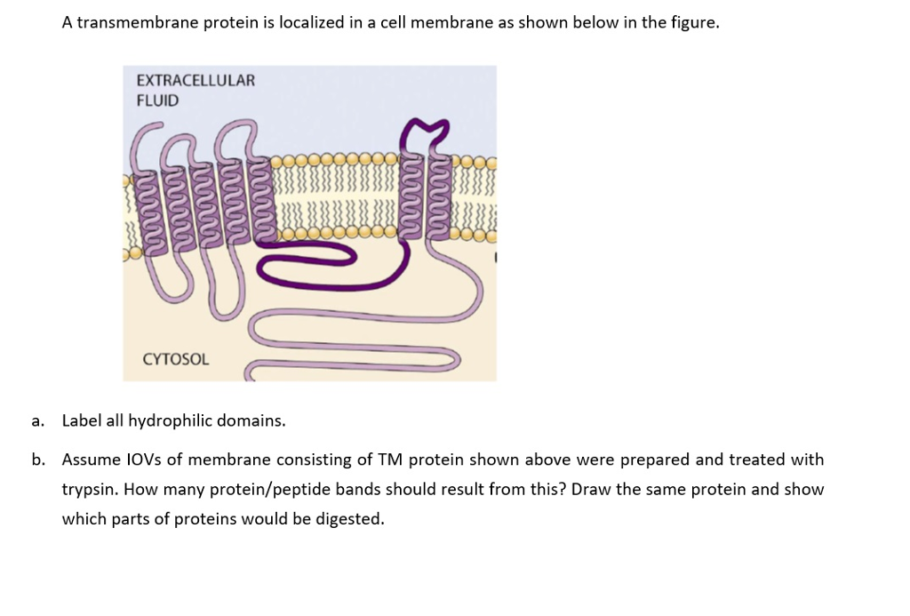 Solved A transmembrane protein is localized in a cell | Chegg.com