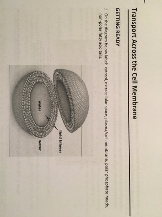 Solved On the diagram below label: cytosol, extracellular | Chegg.com